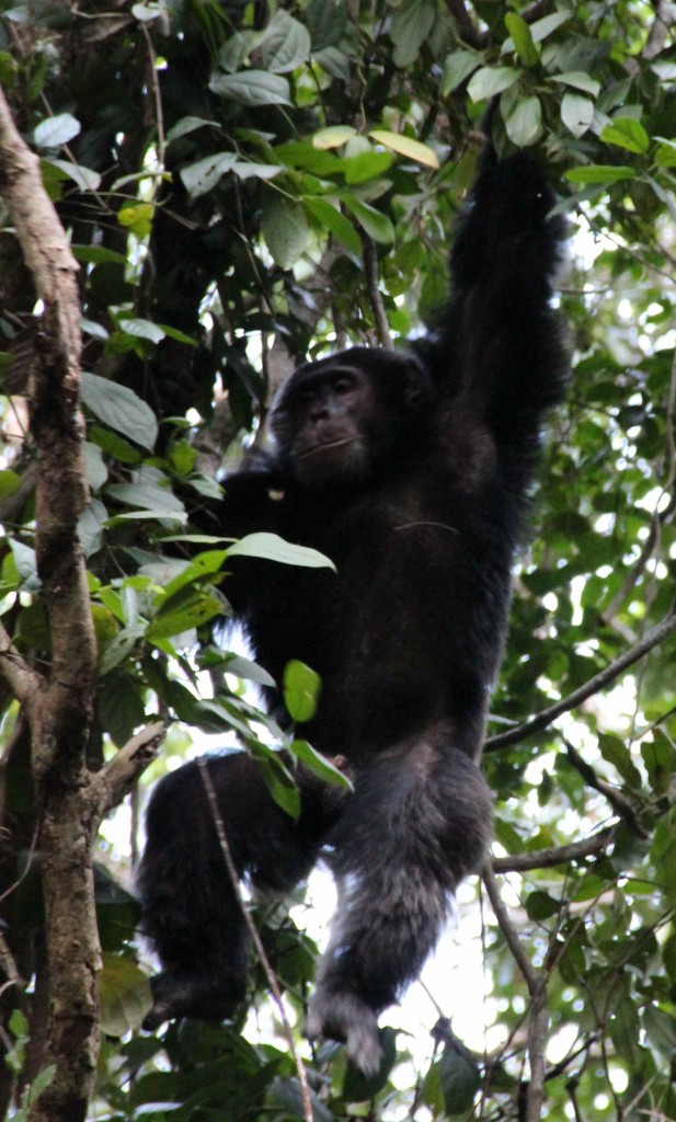 Mitumba | monkey business