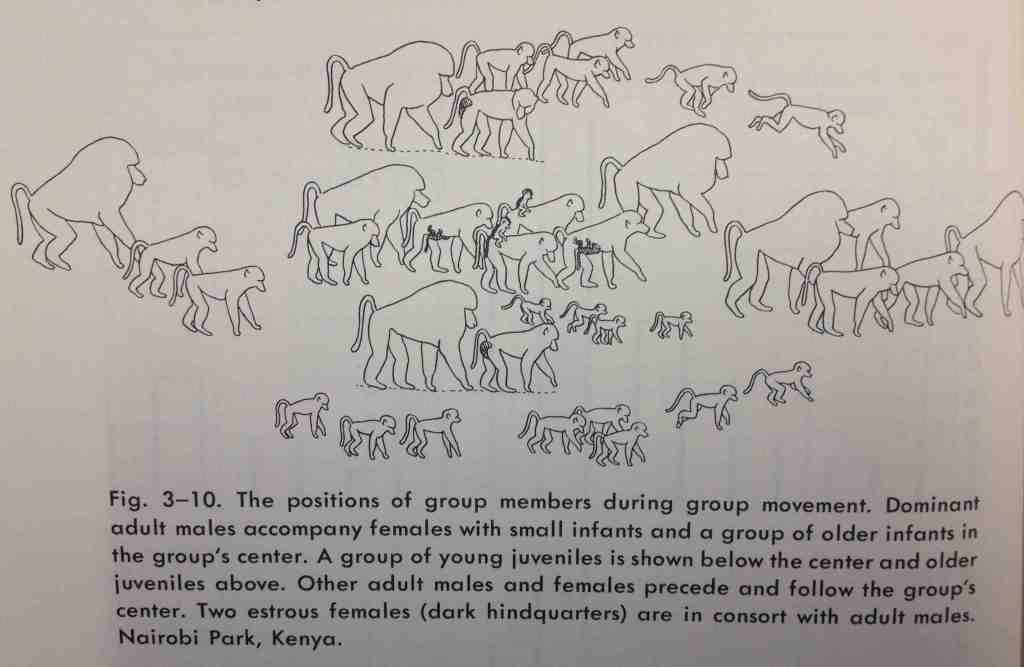 Blog | monkey business | thoughts on primates, people, and evolution ...