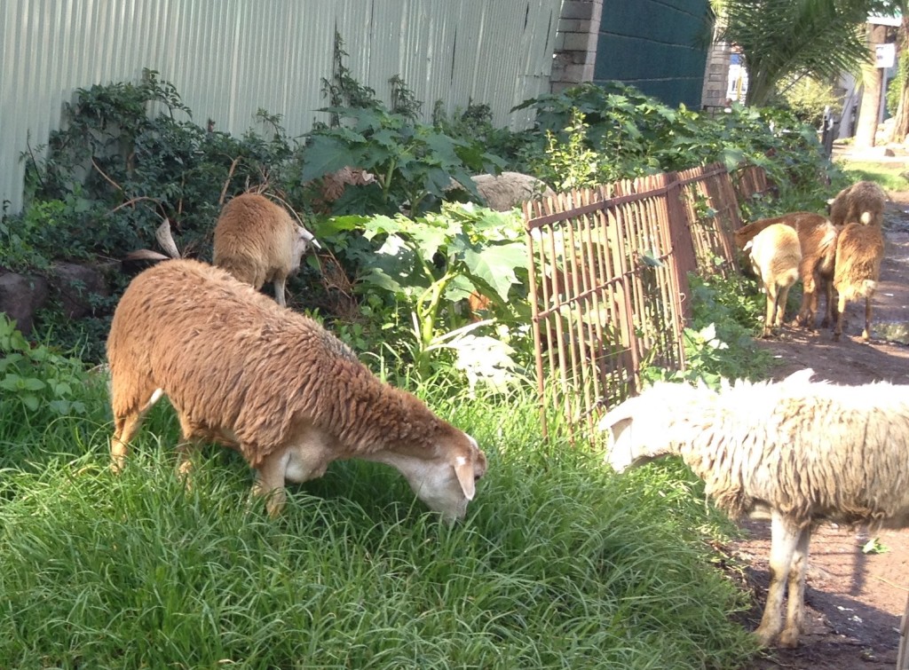 Blog | monkey business | thoughts on primates, people, and evolution