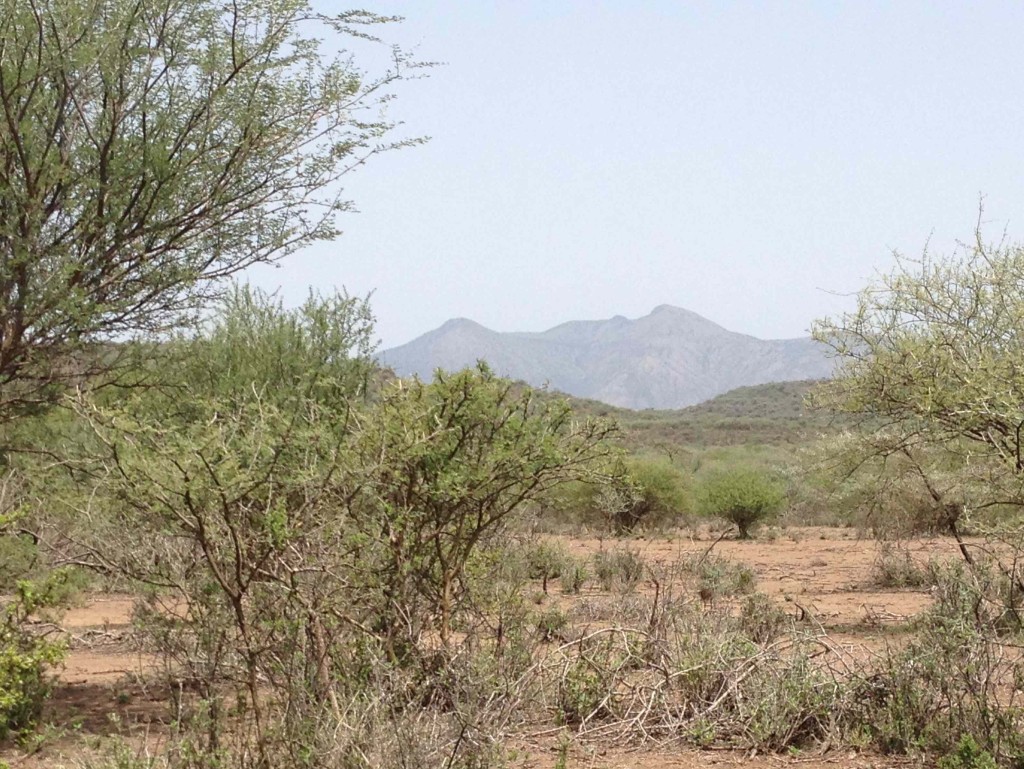 Blog | monkey business | thoughts on primates, people, and evolution